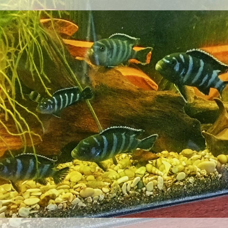 Аквариумные рыбки демасони