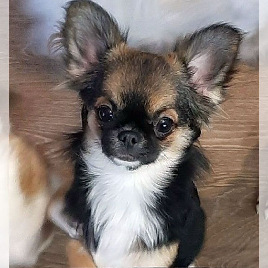 Чихуахуа, щенок