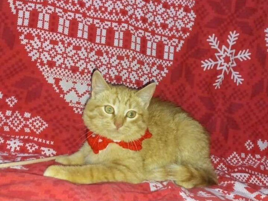 Эклер ищет дом