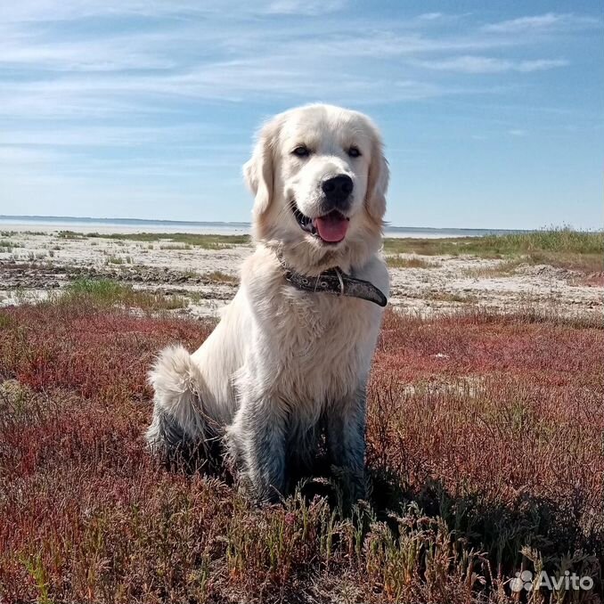 Вязка кобель золотистого ретривера