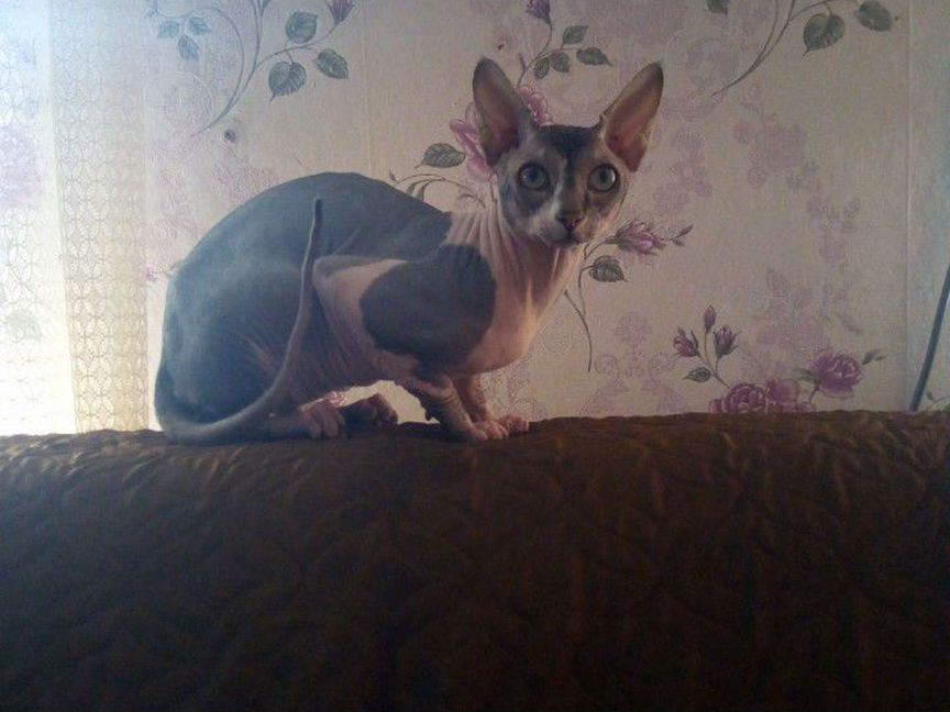 Котик приглашает на свидание кошечку