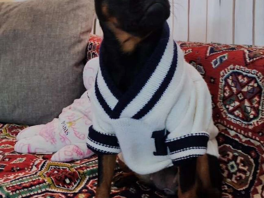 Пти брабансон (гриффоны)