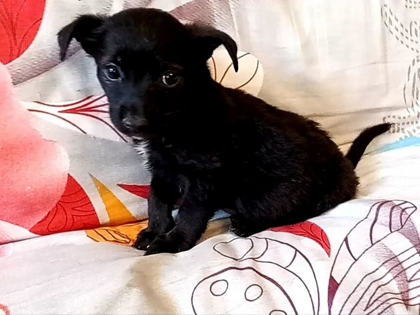 1 кг, 2 месяца, мальчик