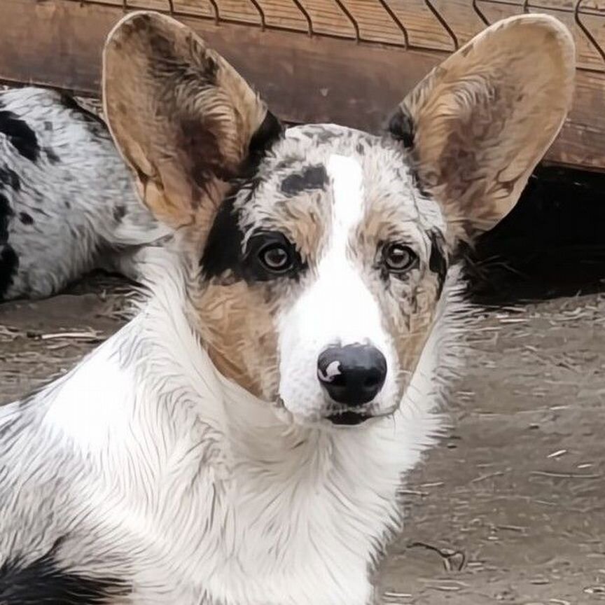 Вельш Корги Кардиган, щенок