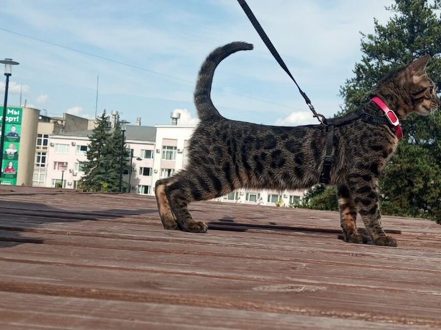 Бенгальская кошка