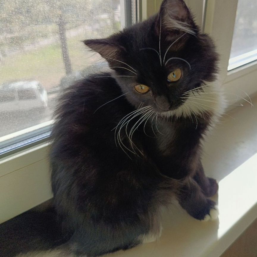 Котенок бесплатно