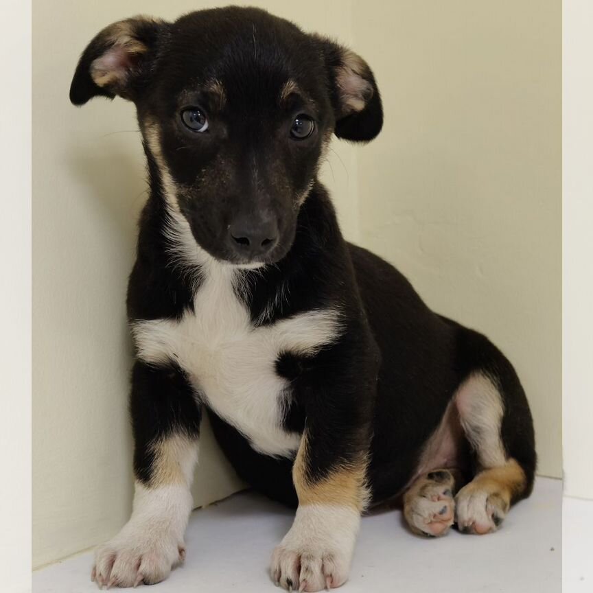 Щенок в добрые руки