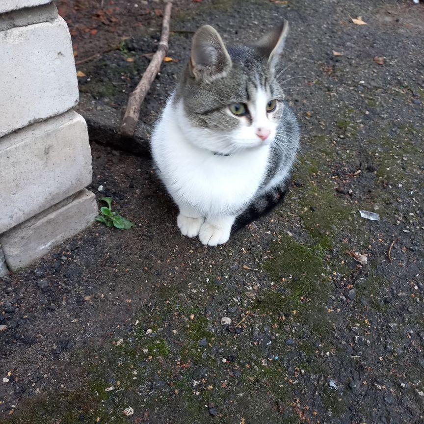 Два молодых котика