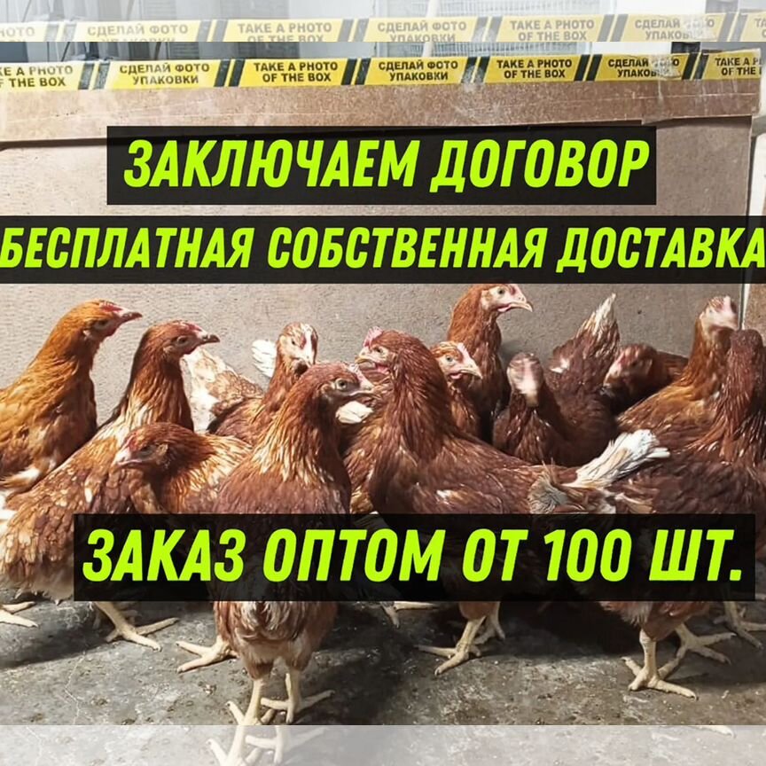 Курочки несушки в рассрочку