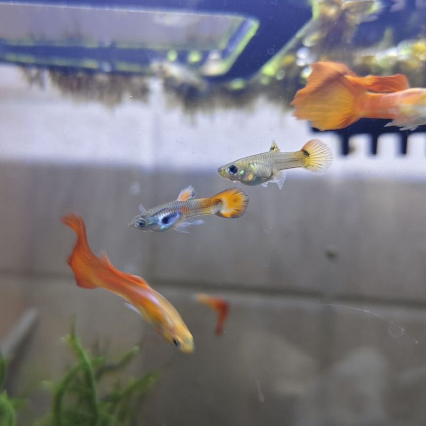 Аквариумные рыбки гуппи