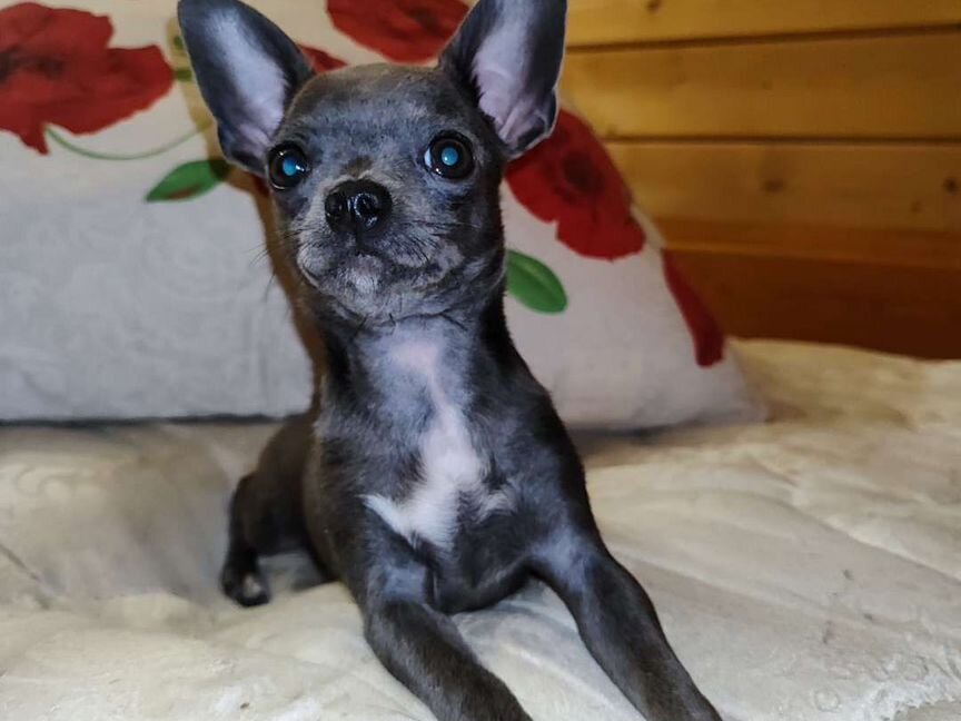 Щенки чихуахуа