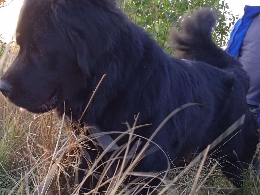 Тибетский мастиф вязка