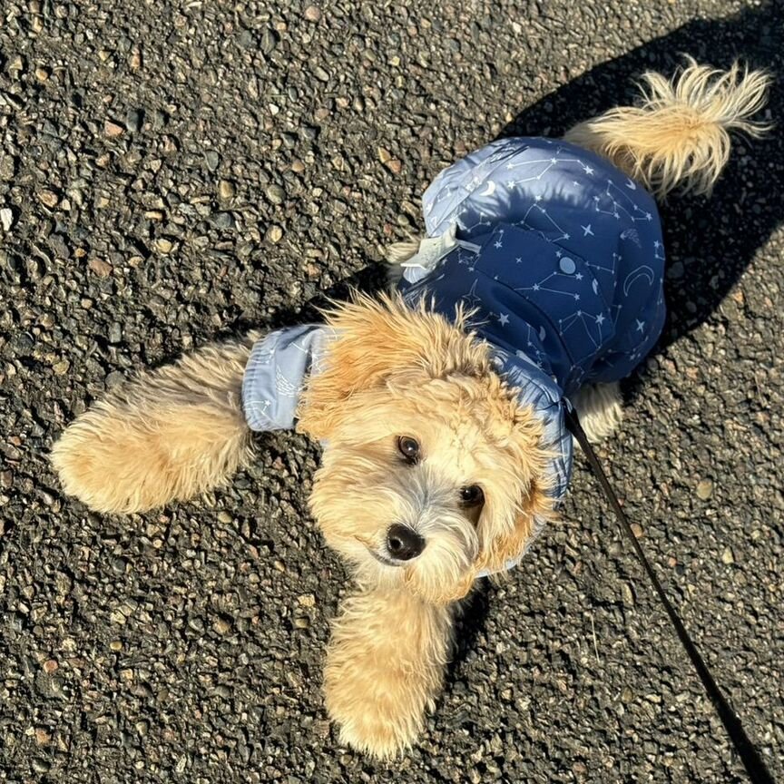 Мальтипу, щенок