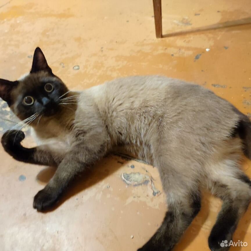 Сиамский кот