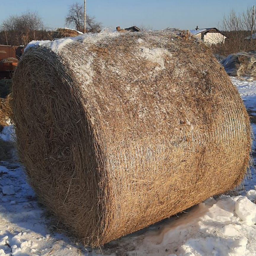 Сено в рулонах оптом,самовывоз