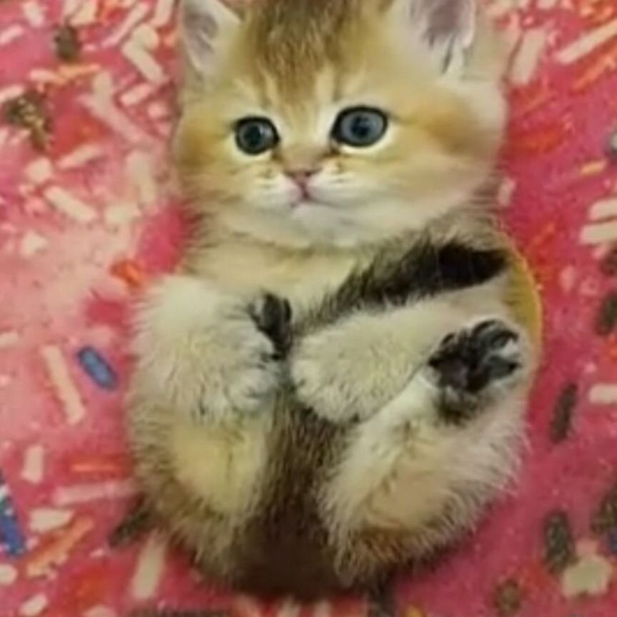 Котята золотая шиншилла