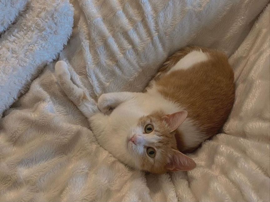 Милана в добрые руки