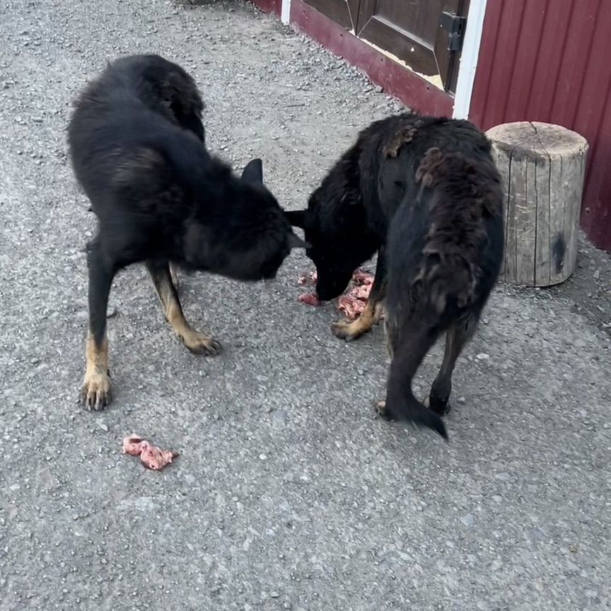 Собака в добрые руки