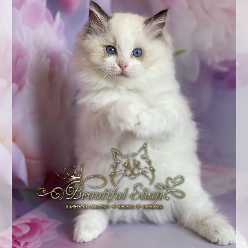 Рэгдолл котёнок