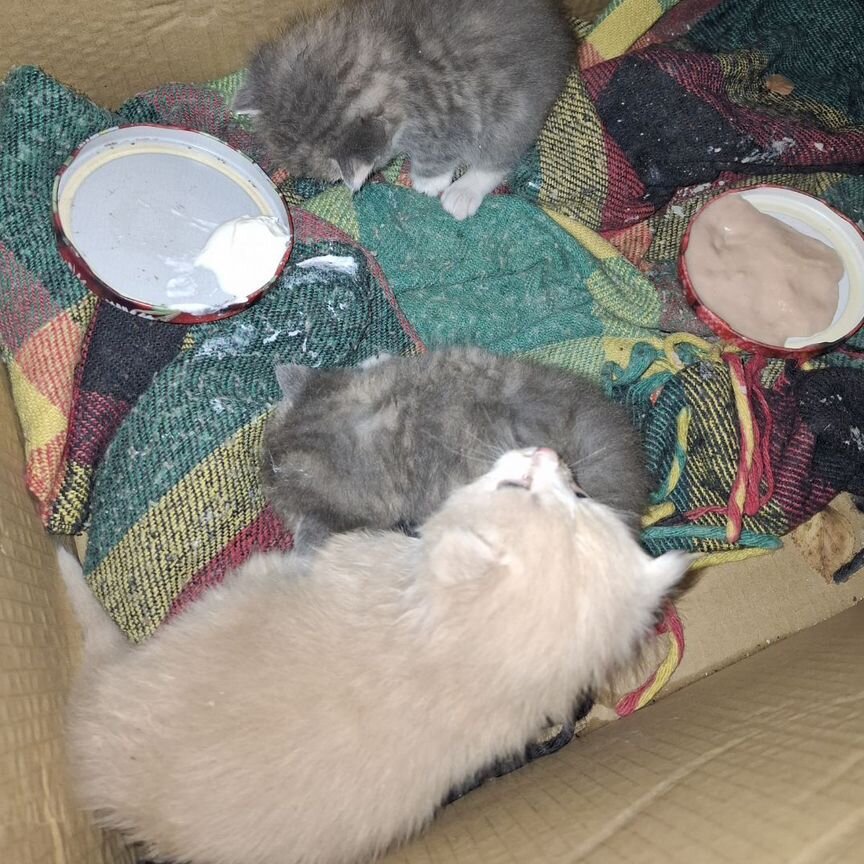 Котята дворовые в добрые руки