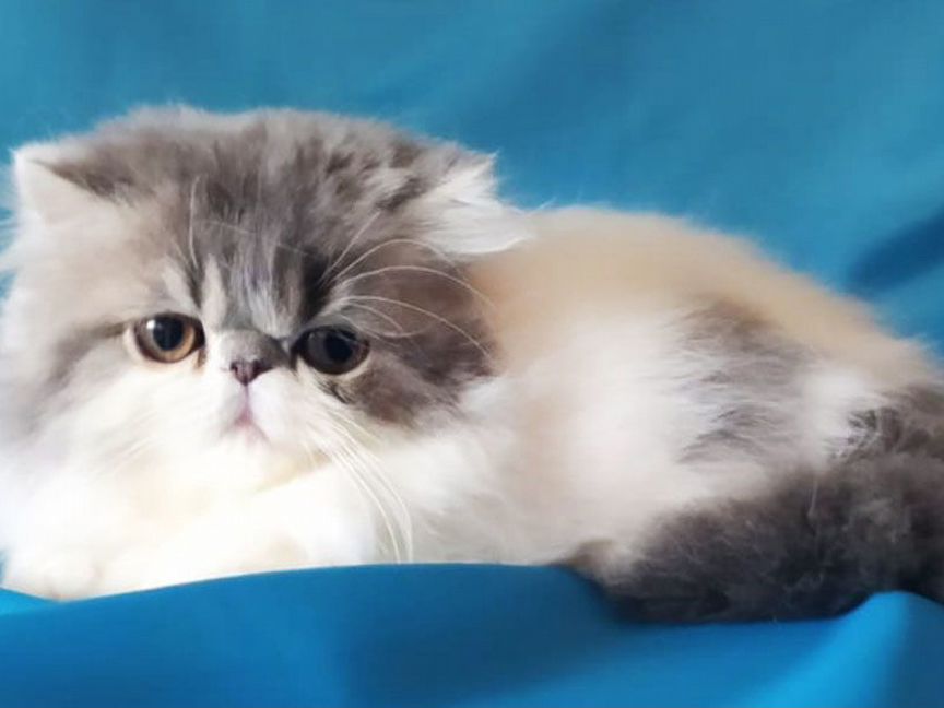 Персидские котята