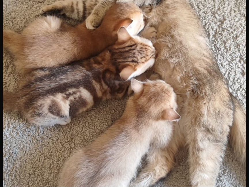 Котята шотландские золотая шиншилла