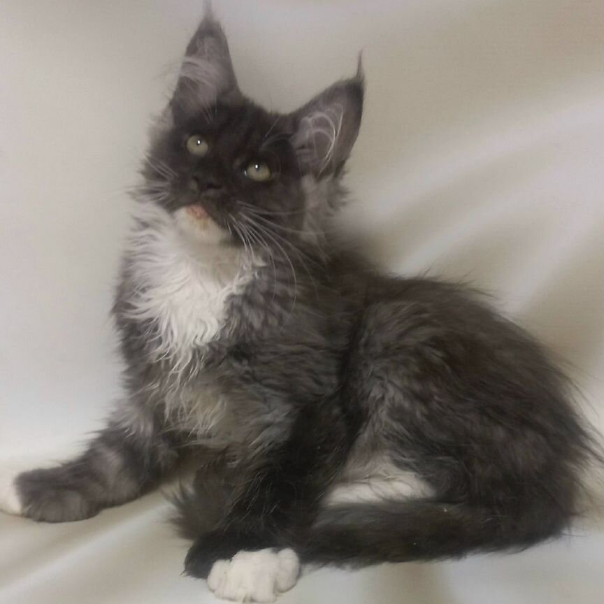 Крупные Мейн-Кунята