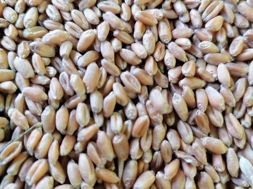 Зерно пшеница. Овес