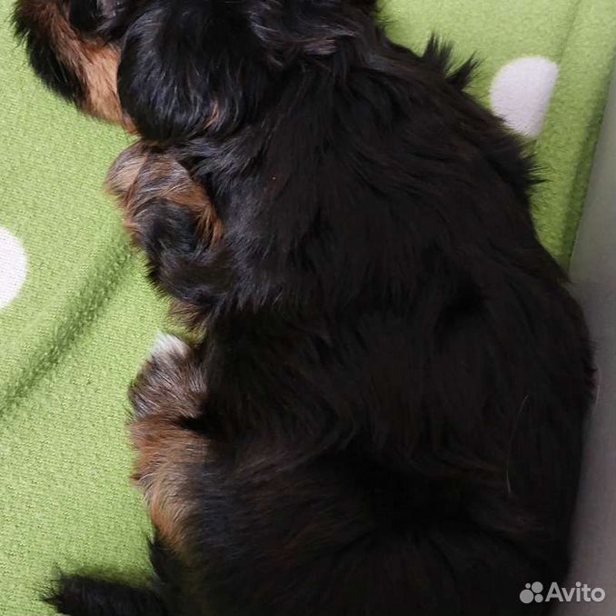 Собаки щенки йорк