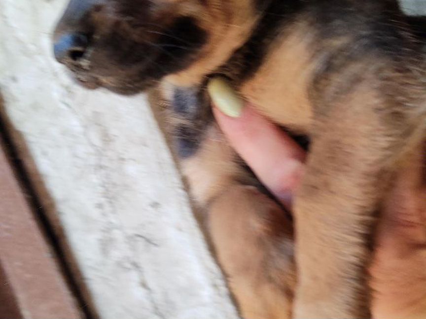 Собака в добрые руки отдам бесплатно