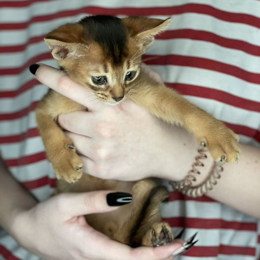 Абиссинский котенок