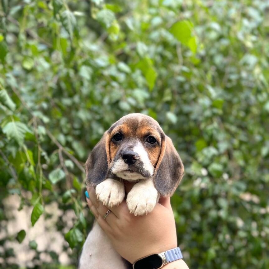 Щенки бигля Купить Щенка Бигль