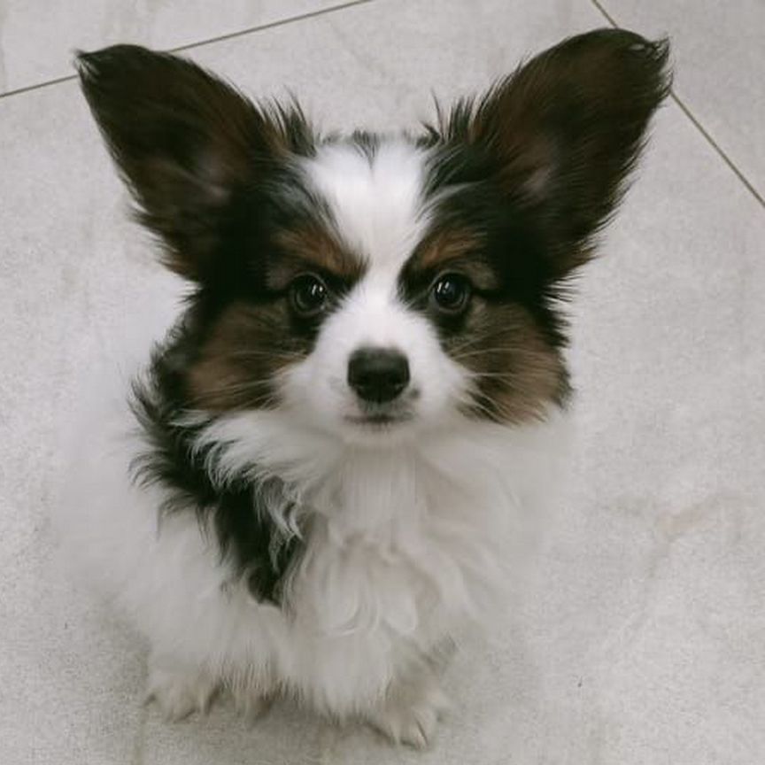 Континентальный той-спаниель папильон, щенок