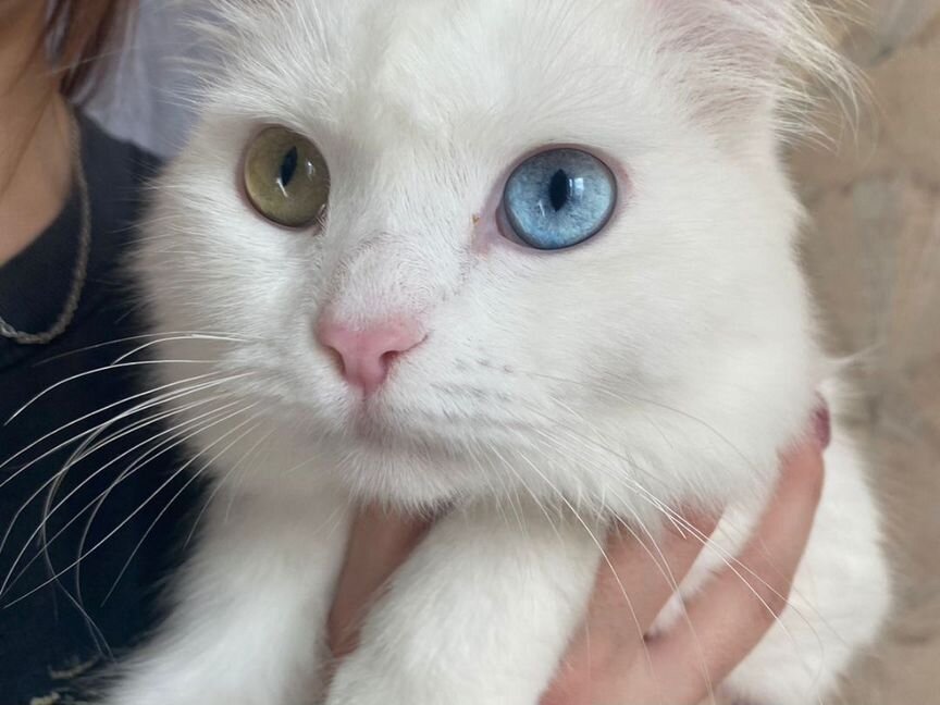 Турецкая ангора кот вязка