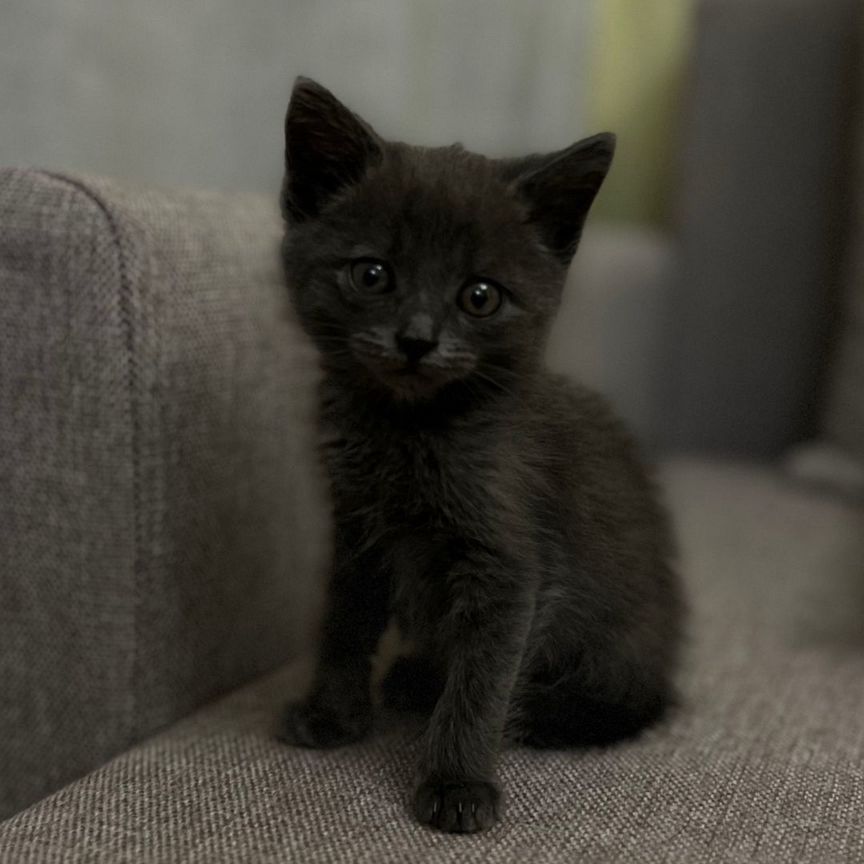 Котик русской голубой в добрые руки