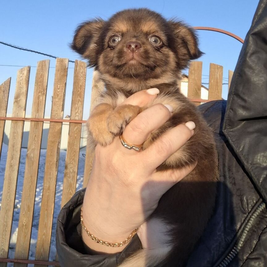Чихуахуа