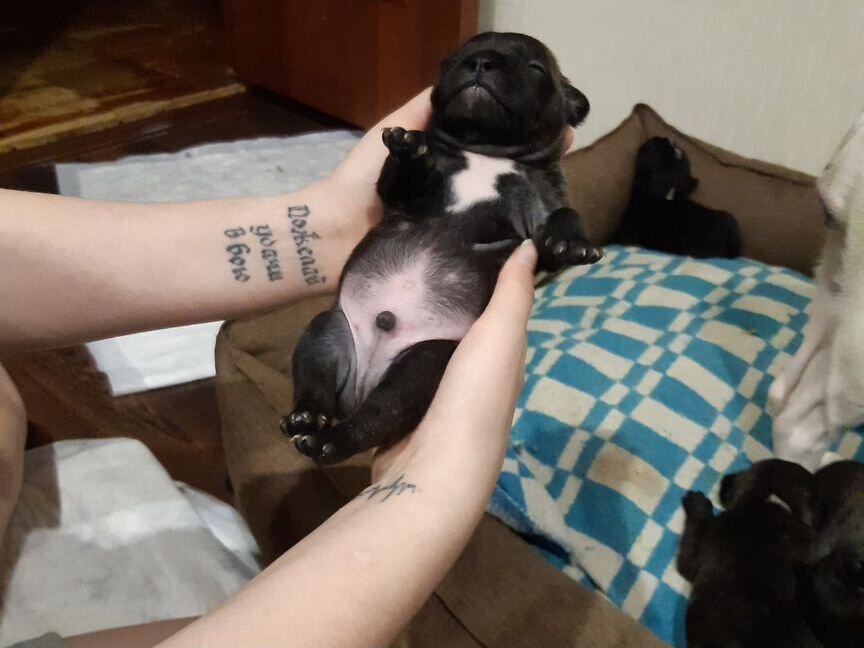 Щенки французского бульдога