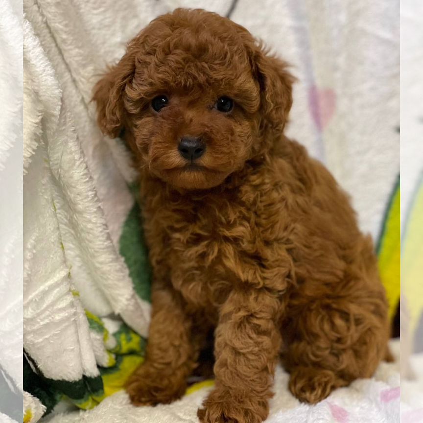 Мальтипу, щенок