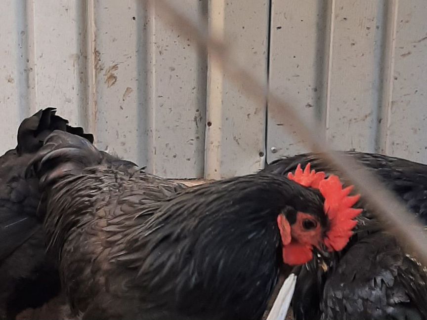 Петушки породы Австралорп