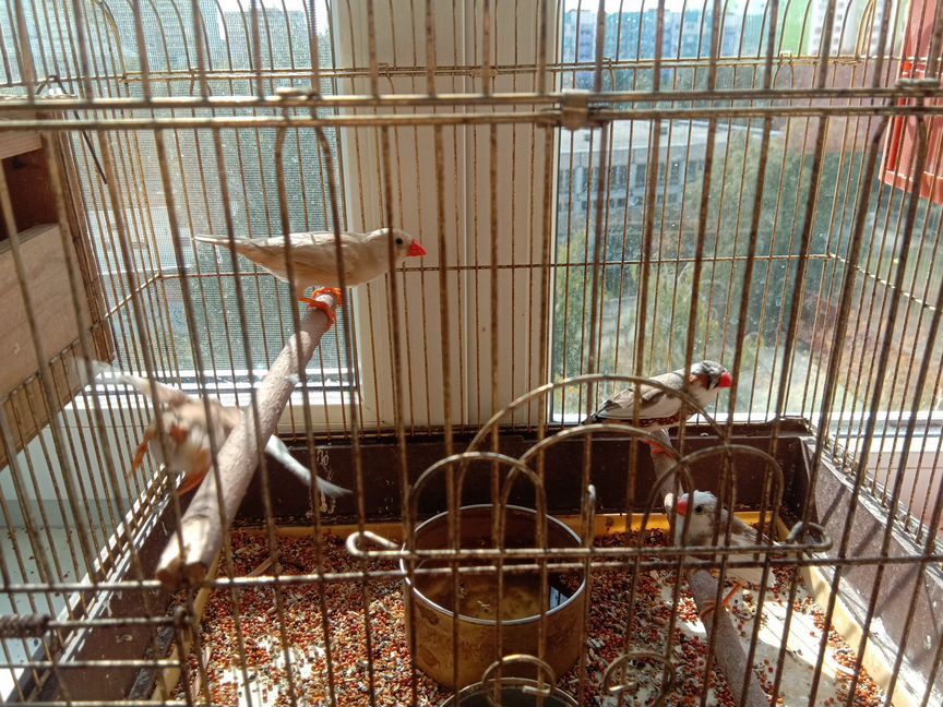 Продам амадин и канареек