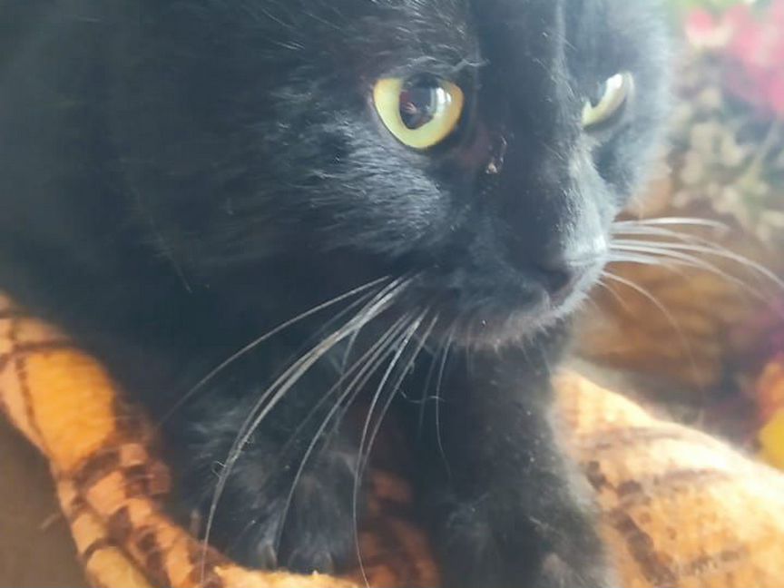 Кошка