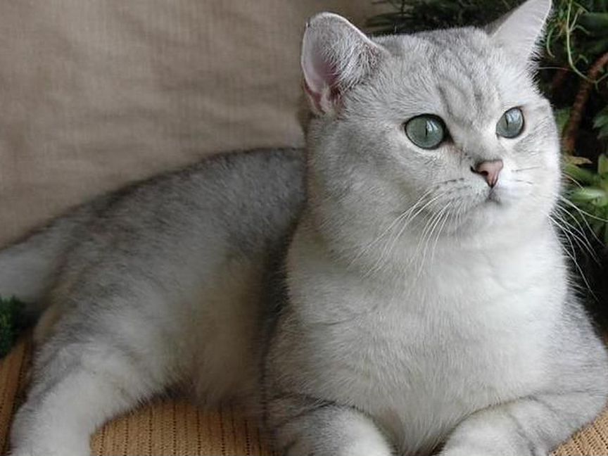 Шотландский кот для вязки