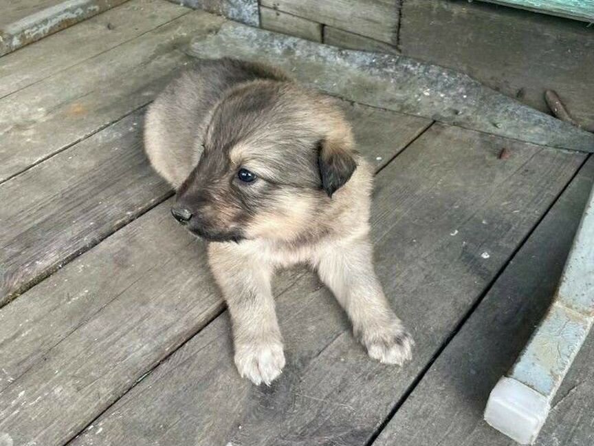Маленькая бездомная щенулька