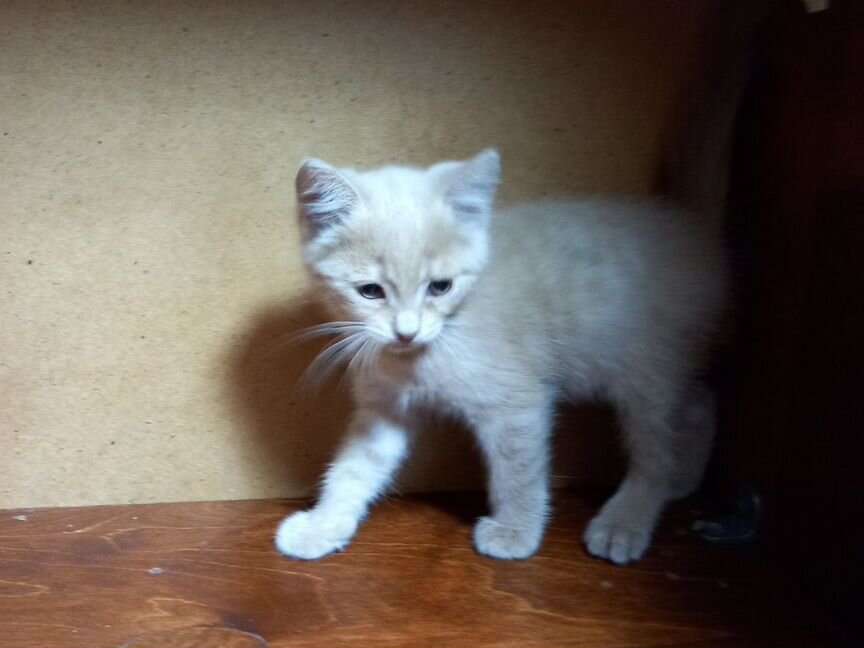 Котенок мальчик нежно- персиковый