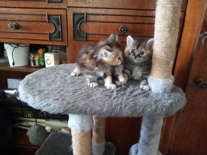 Кошка