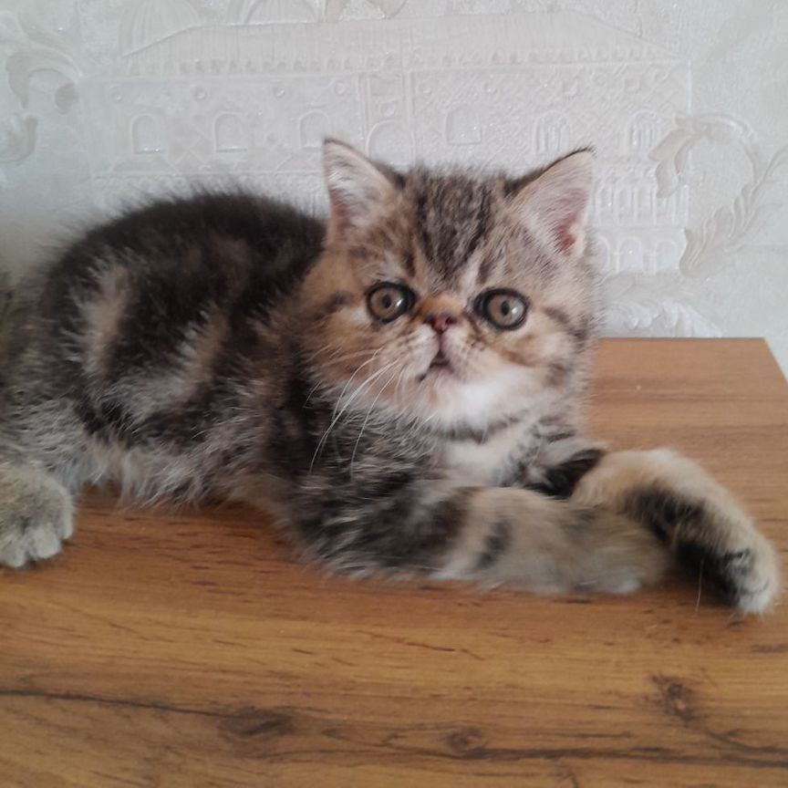 Экзотический короткошёрстный котёнок