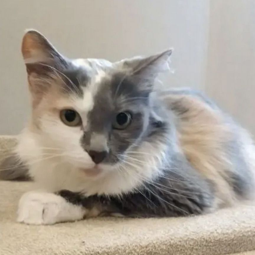 Взрослая, кошка в добрые руки