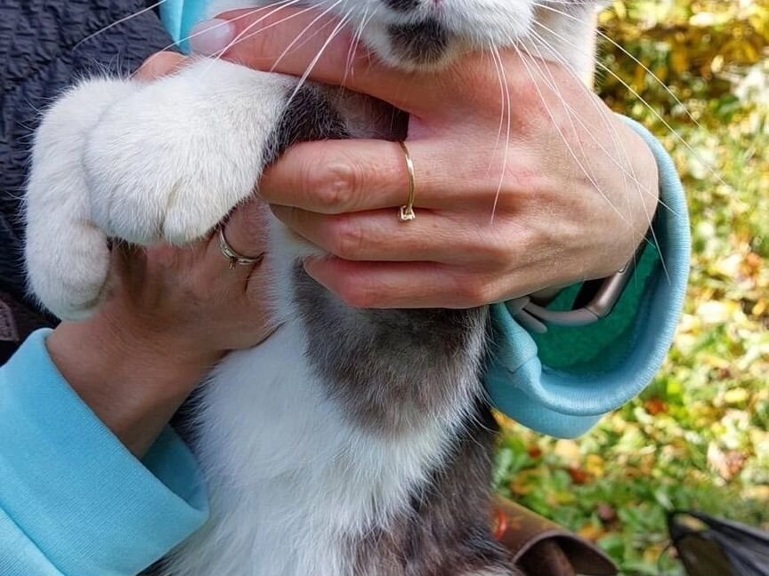 Нужен дом ласковому вислоухому котику