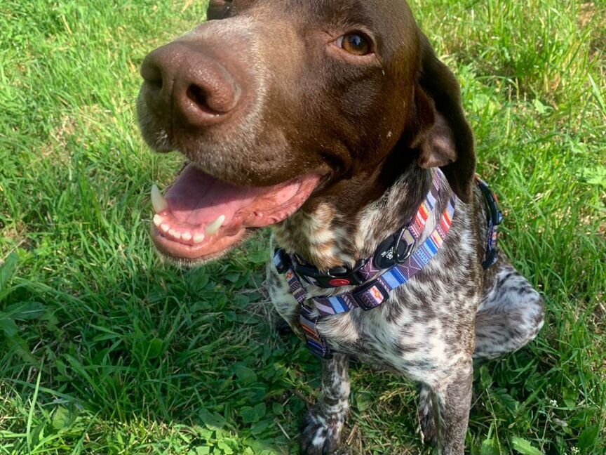 Отдам в добрые руки курцхара