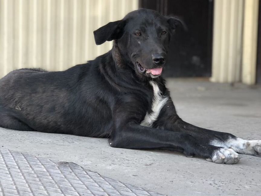 Отличный молодой охранник в добрые руки
